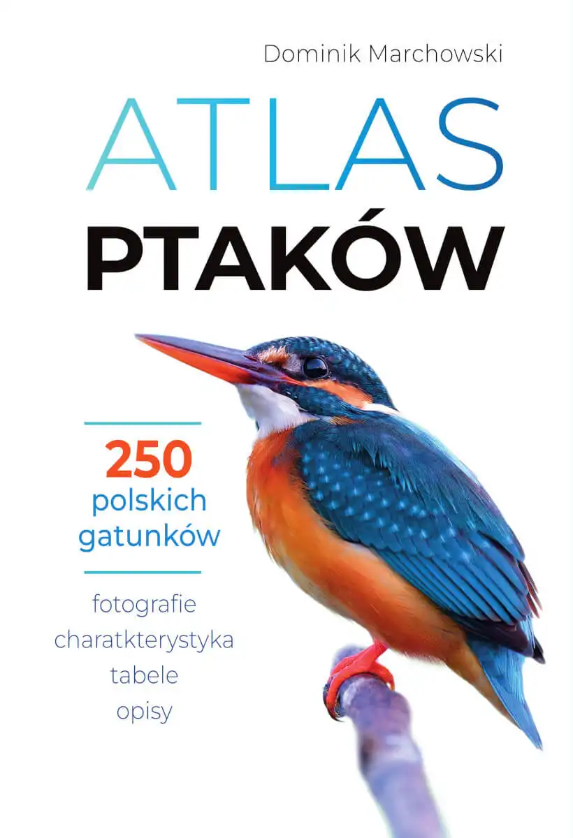 Atlas ptaków - Dominik Marchowski Księgarnia internetowa Dedalus.pl
